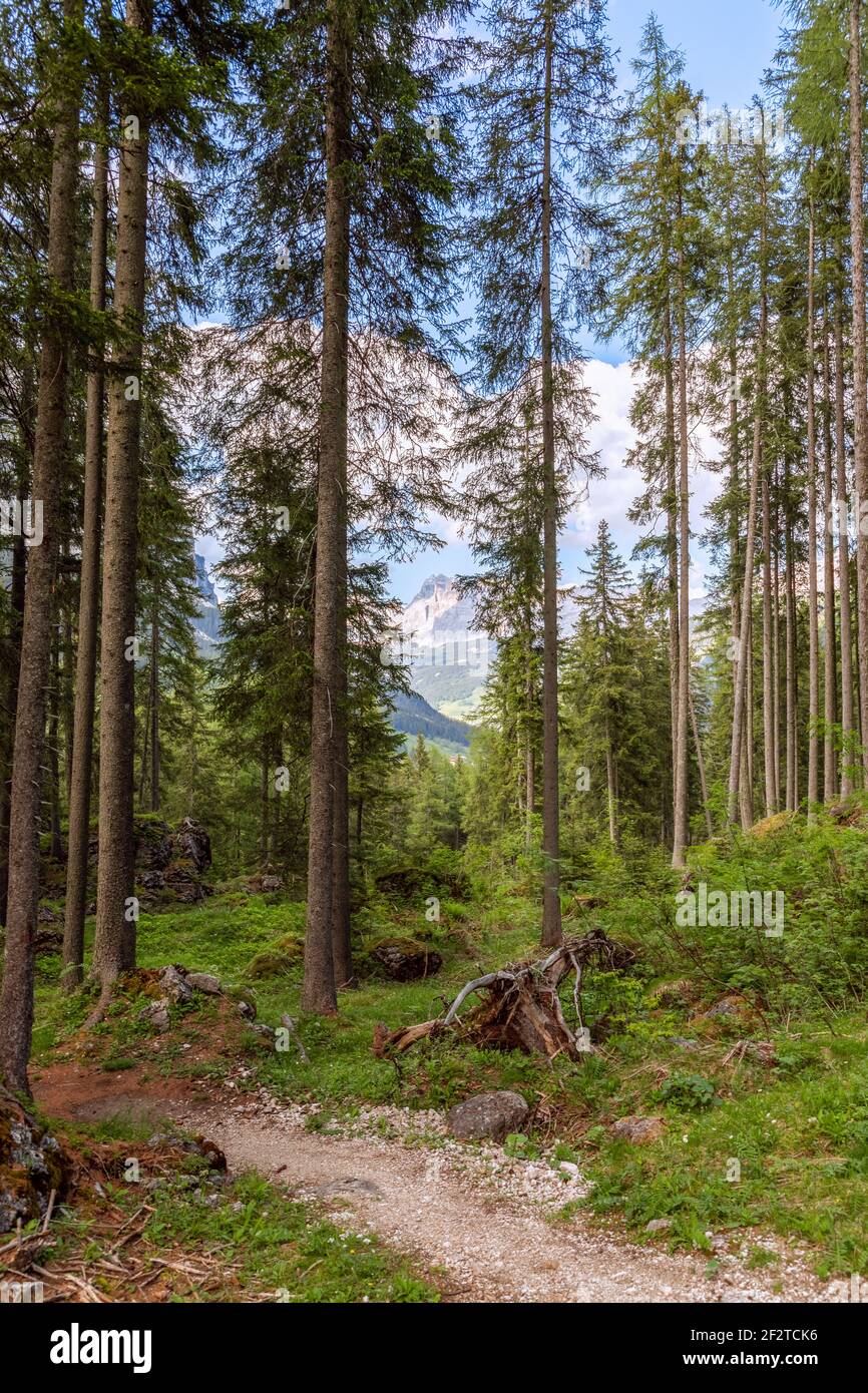 Coniferous mountains alps in background hi-res stock photography and ...