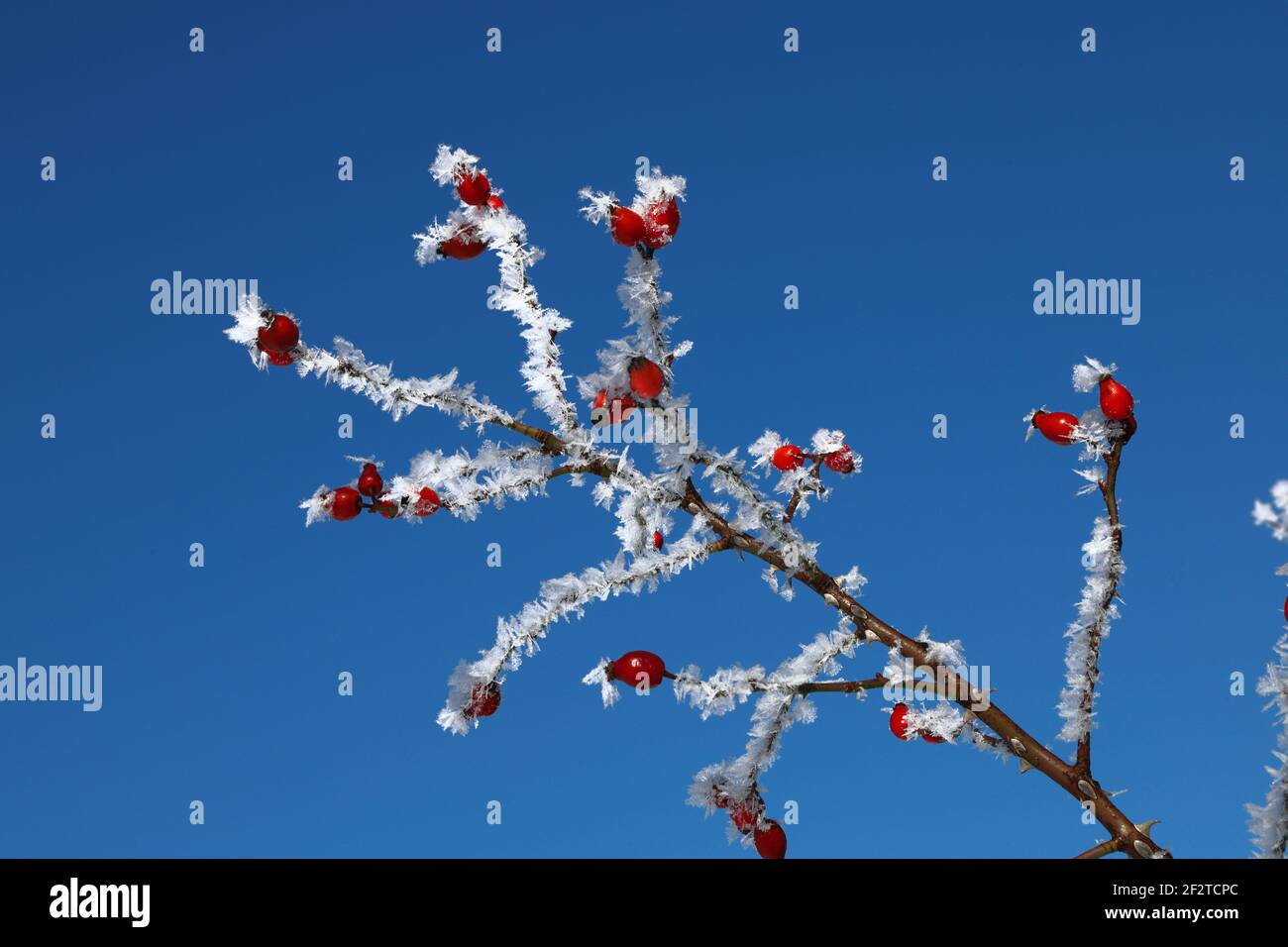 Frozen feather hi-res stock photography and images - Alamy