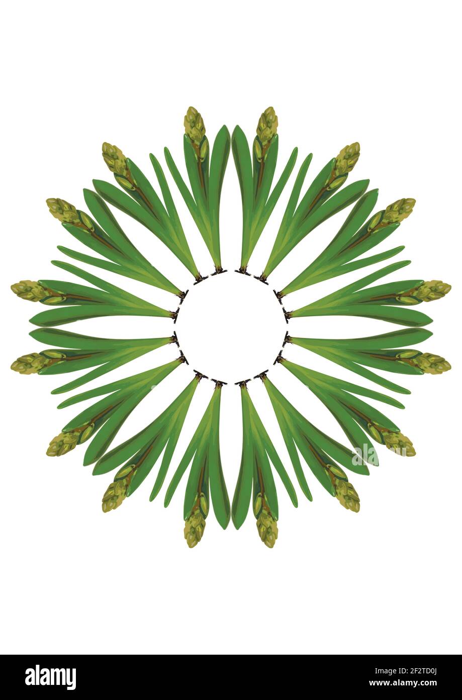 Spring. They cursed from the bulbs of hyacinth. Frame on a vertical ...