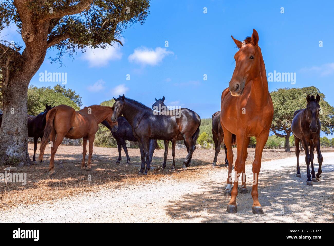 Group of beautiful horses (Menorquin horse) relax in the shade of the ...