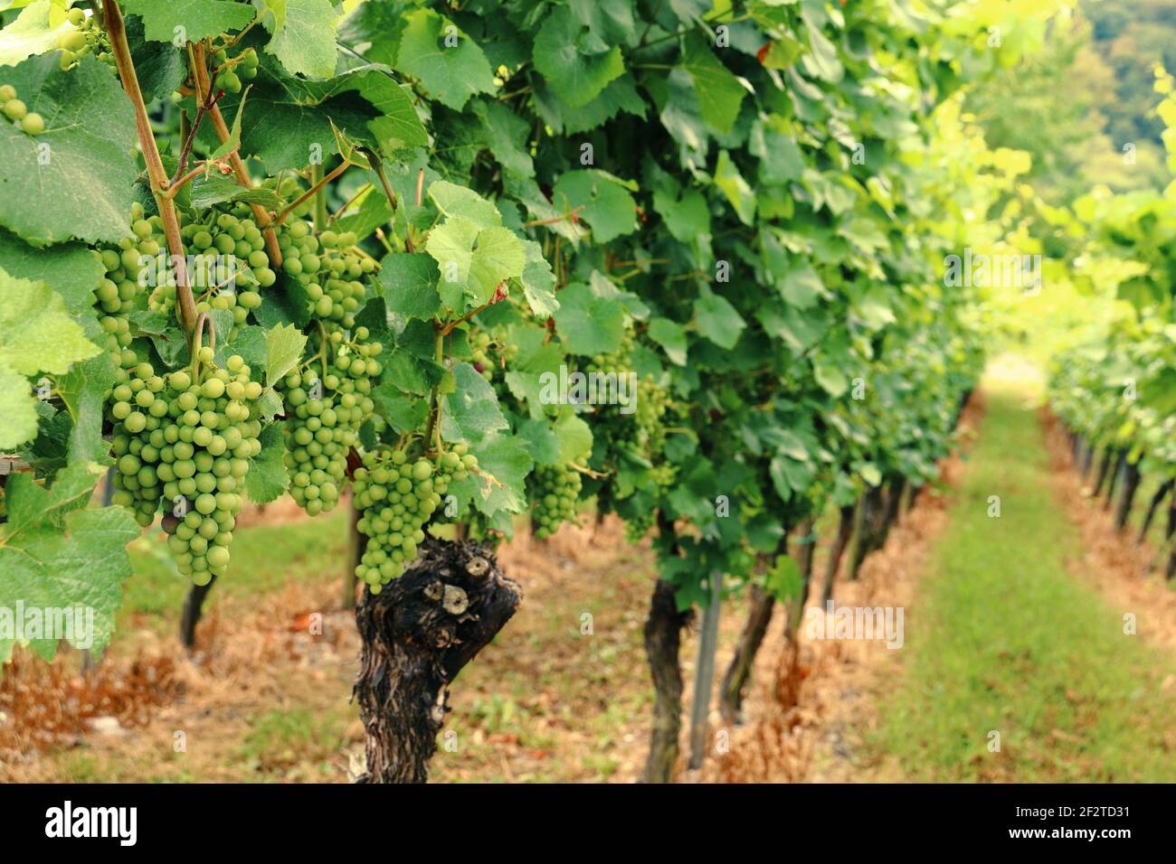 Grapevine in Vineyard Stock Photo - Alamy