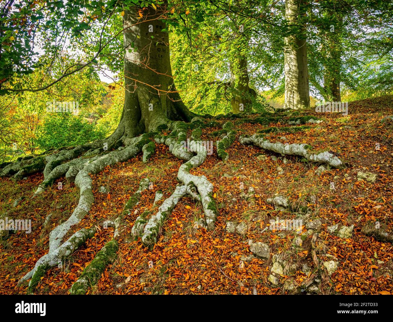 Large mature birch tree hi-res stock photography and images - Alamy