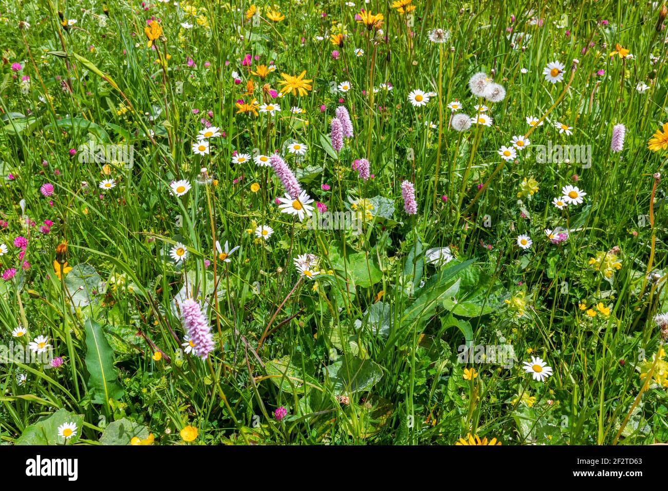 Alpine field of wildflowers hi-res stock photography and images - Alamy