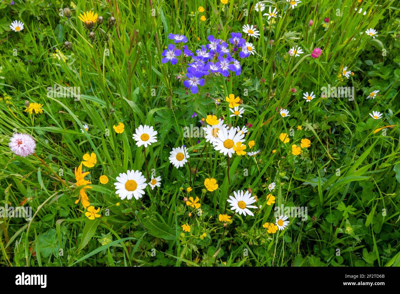 Wild alpine flowers in an alpine meadow in the Italian Dolomites Stock ...