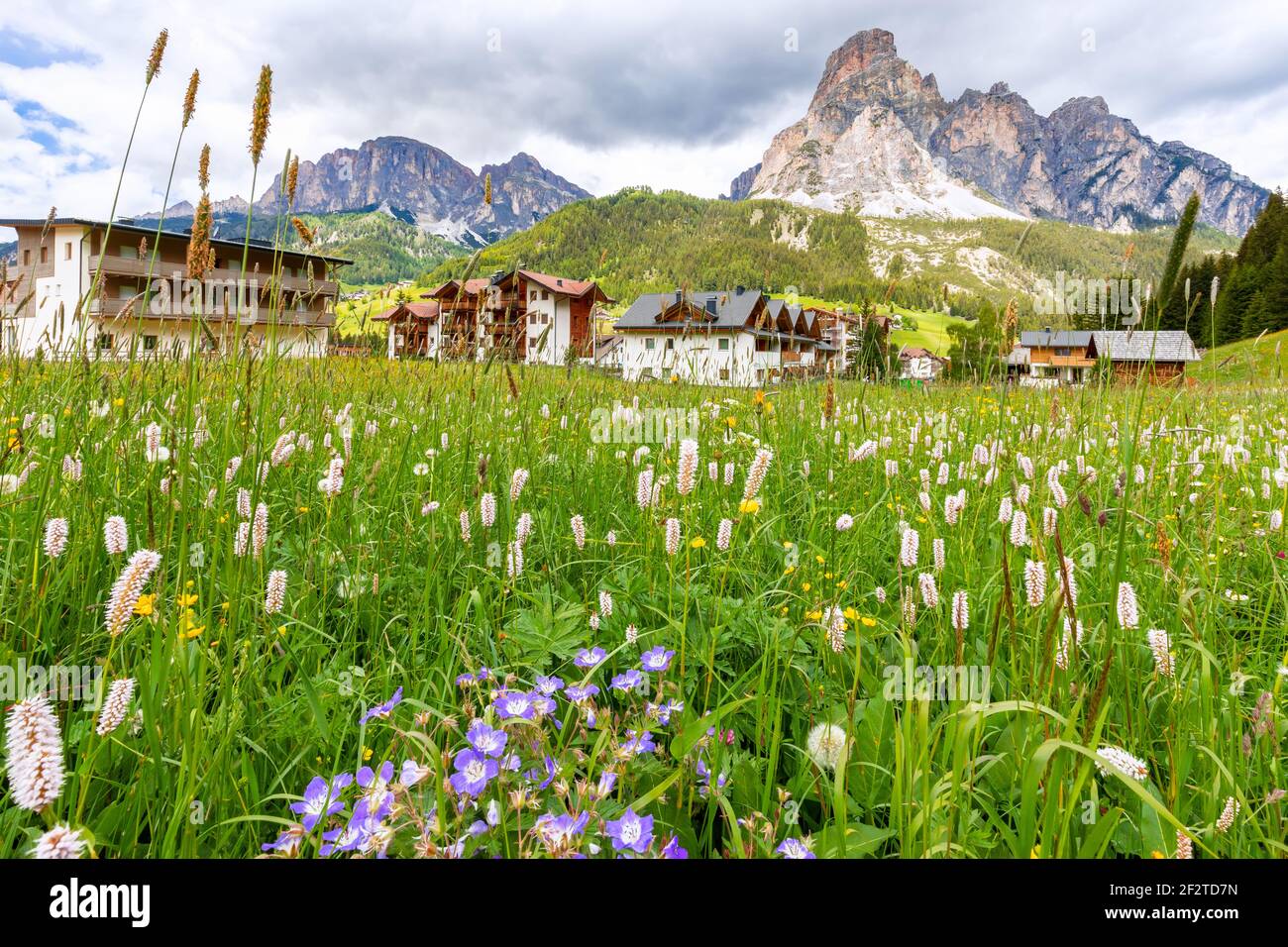 Variety of wild flowers hi-res stock photography and images - Alamy
