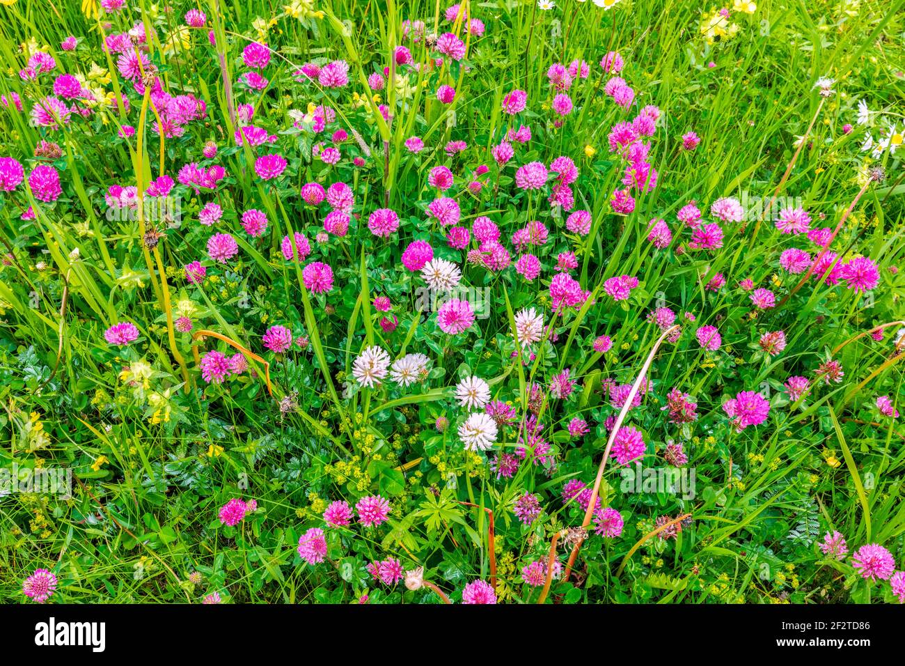 Bright colours wildflowers hi-res stock photography and images - Alamy