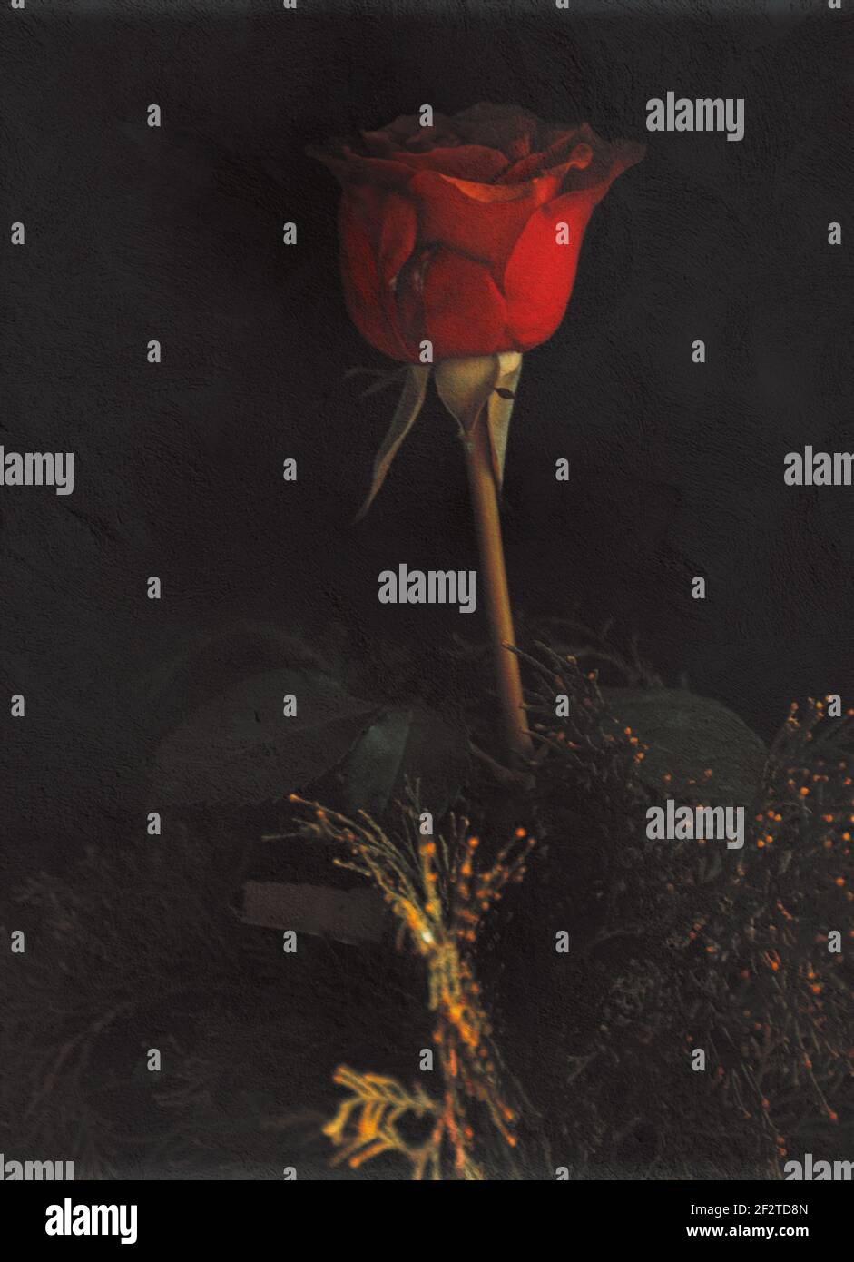 Red rose, painting Stock Photo - Alamy