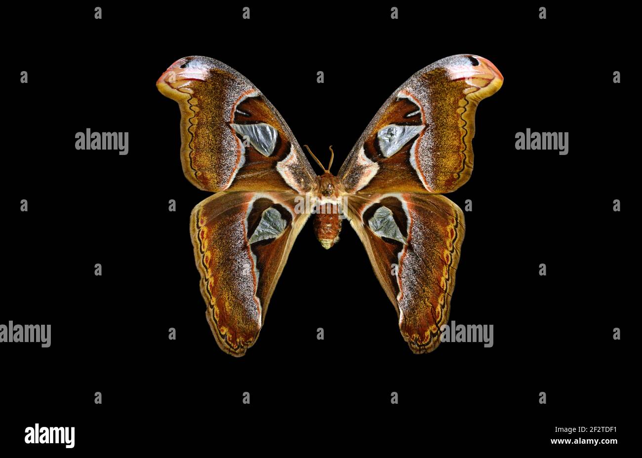 atlas moth big butterfly over black background Stock Photo - Alamy