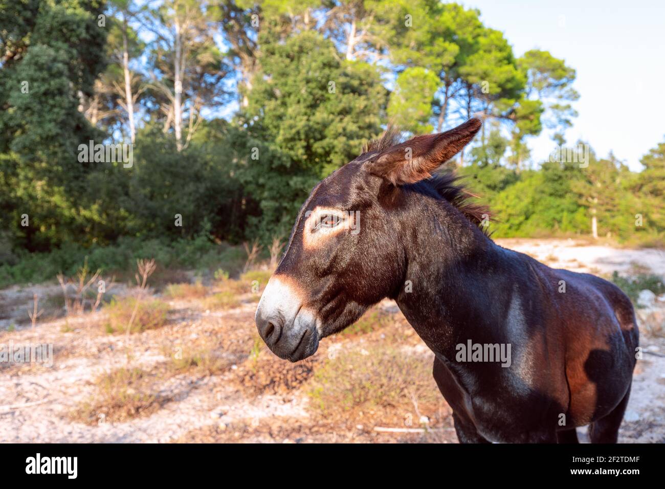 Donkeys head hi-res stock photography and images - Alamy