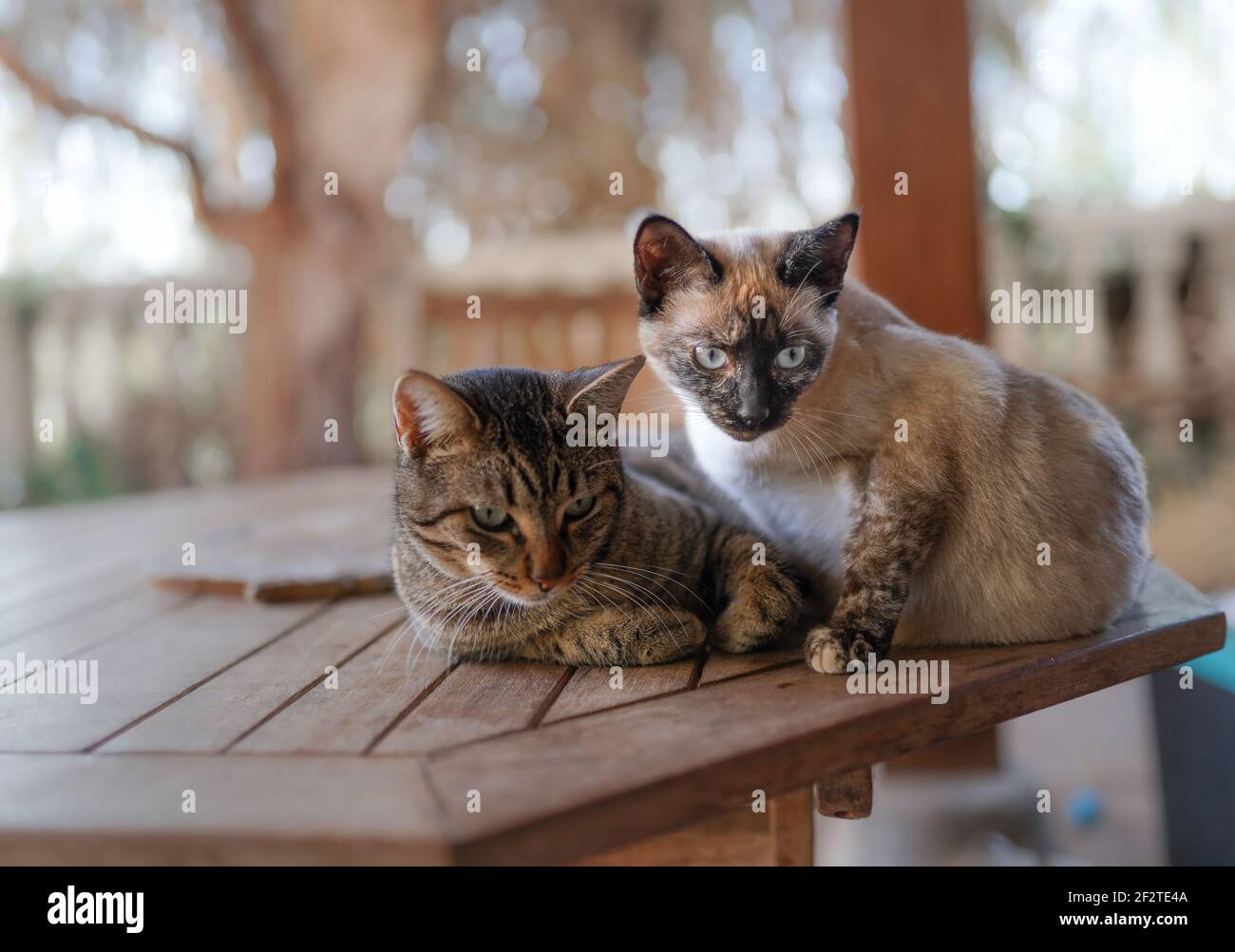 Two gray tabby cats playing hi-res stock photography and images - Alamy