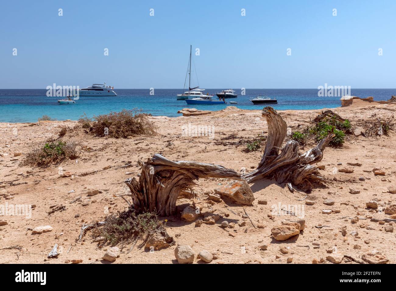Seascape with sun-dried tree roots and the azure sea of Ibiza island ...
