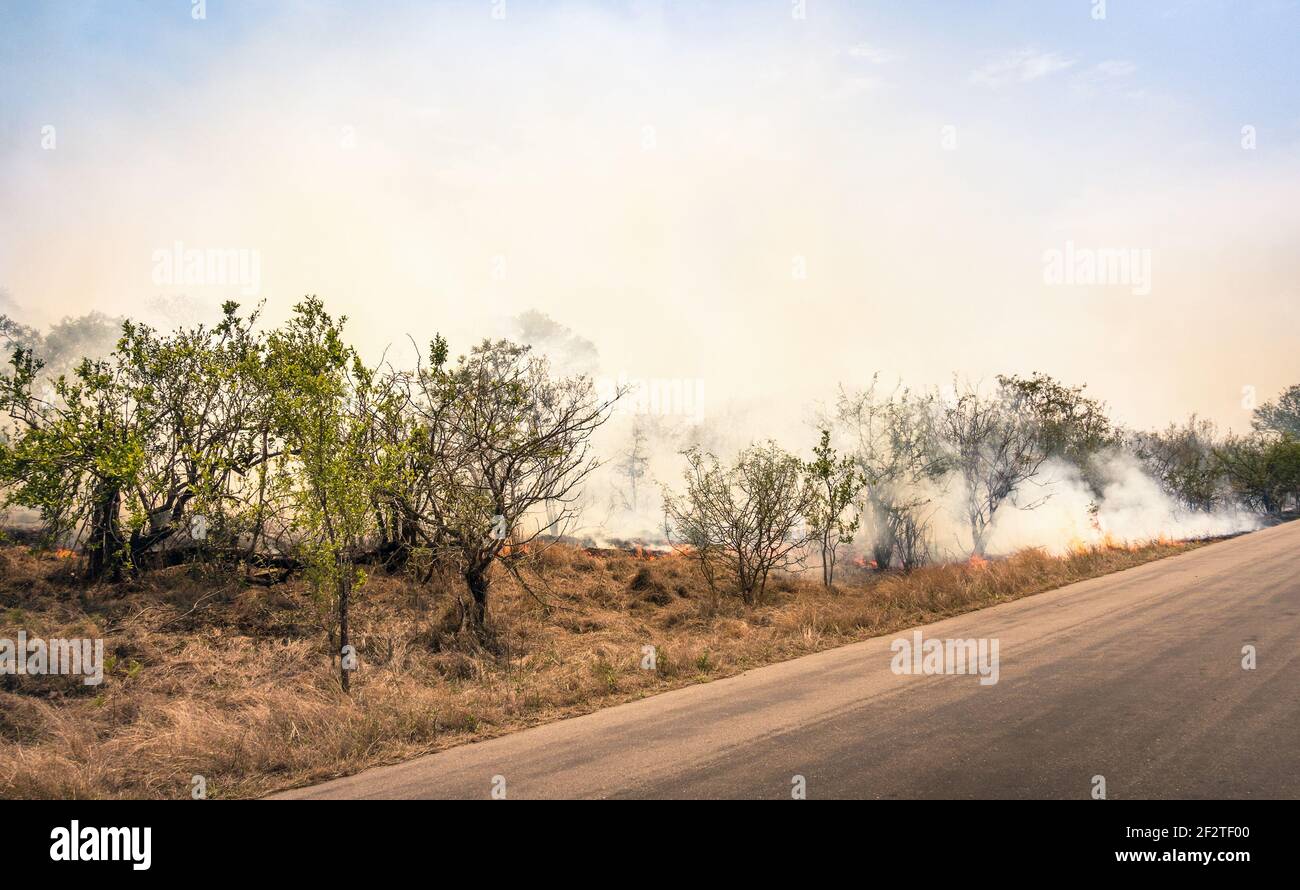 Bushfire burning at nature park in South Africa - Disaster in bush ...