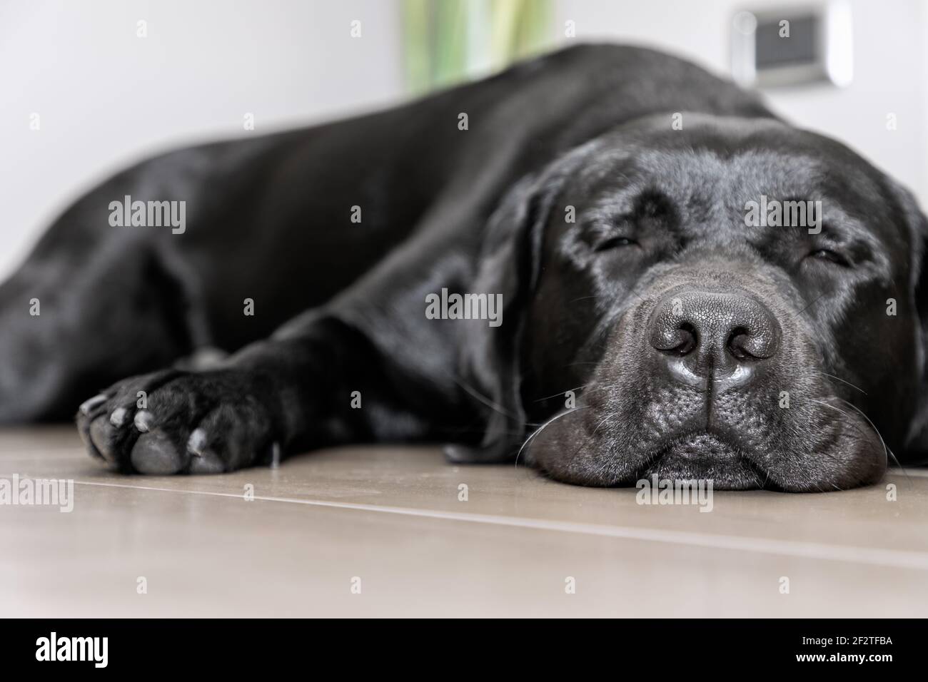 Black labrador puppy face hi-res stock photography and images - Alamy