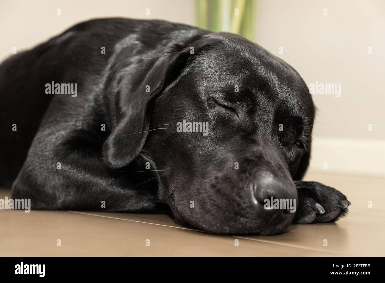 Black young labrador sleeping on the floor (focus on closed eyes Stock ...