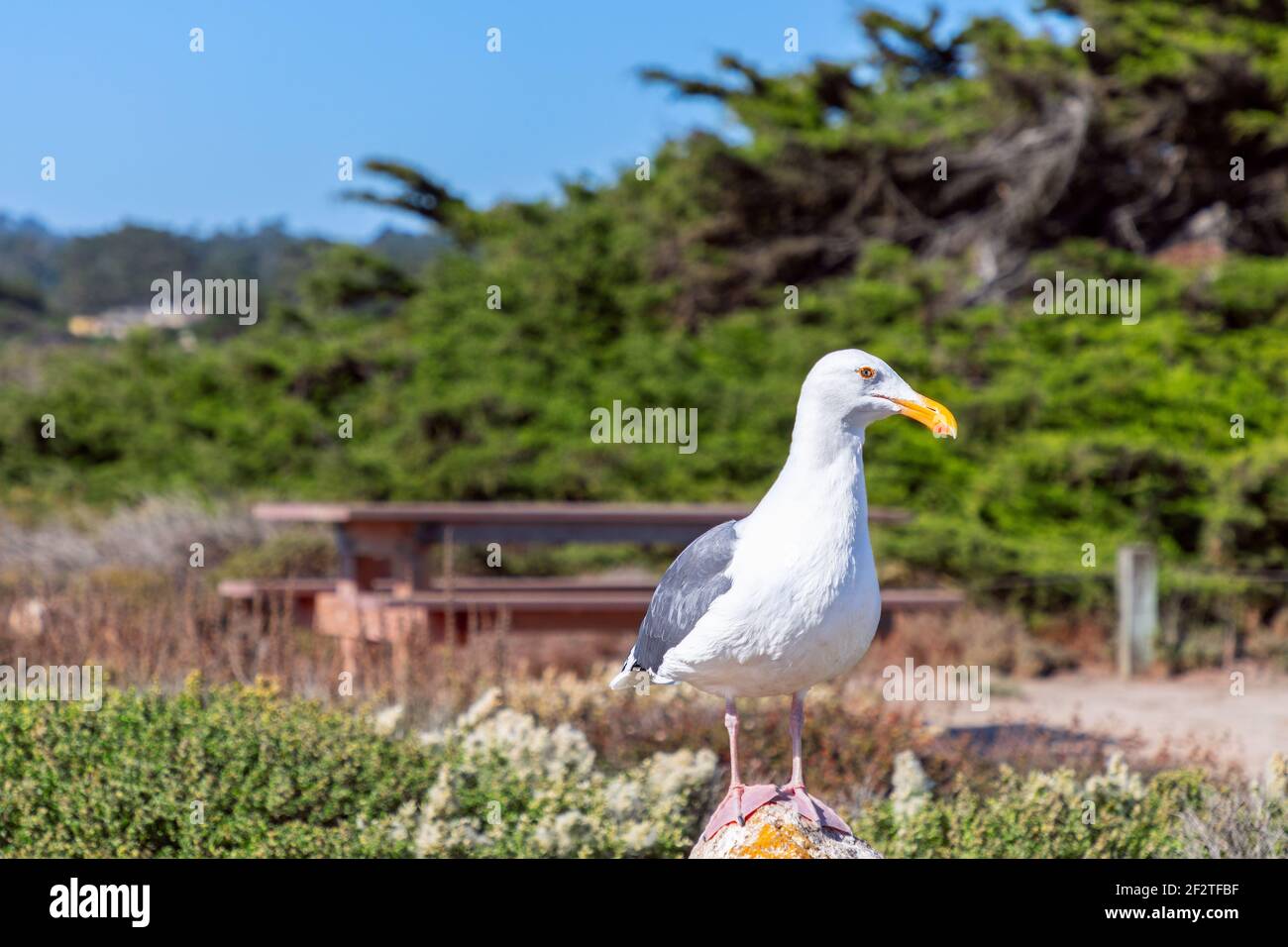 Close photo of the seagul against forest. Close up view of white bird ...