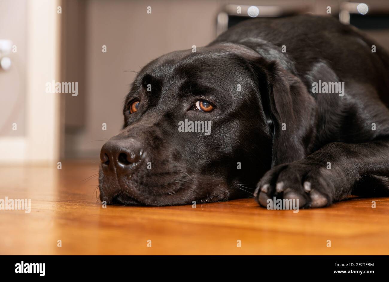 Black lab nose hi-res stock photography and images - Alamy