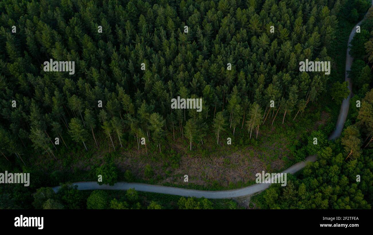 Trekking path in the forest from above, drone view. Aerial top view of ...
