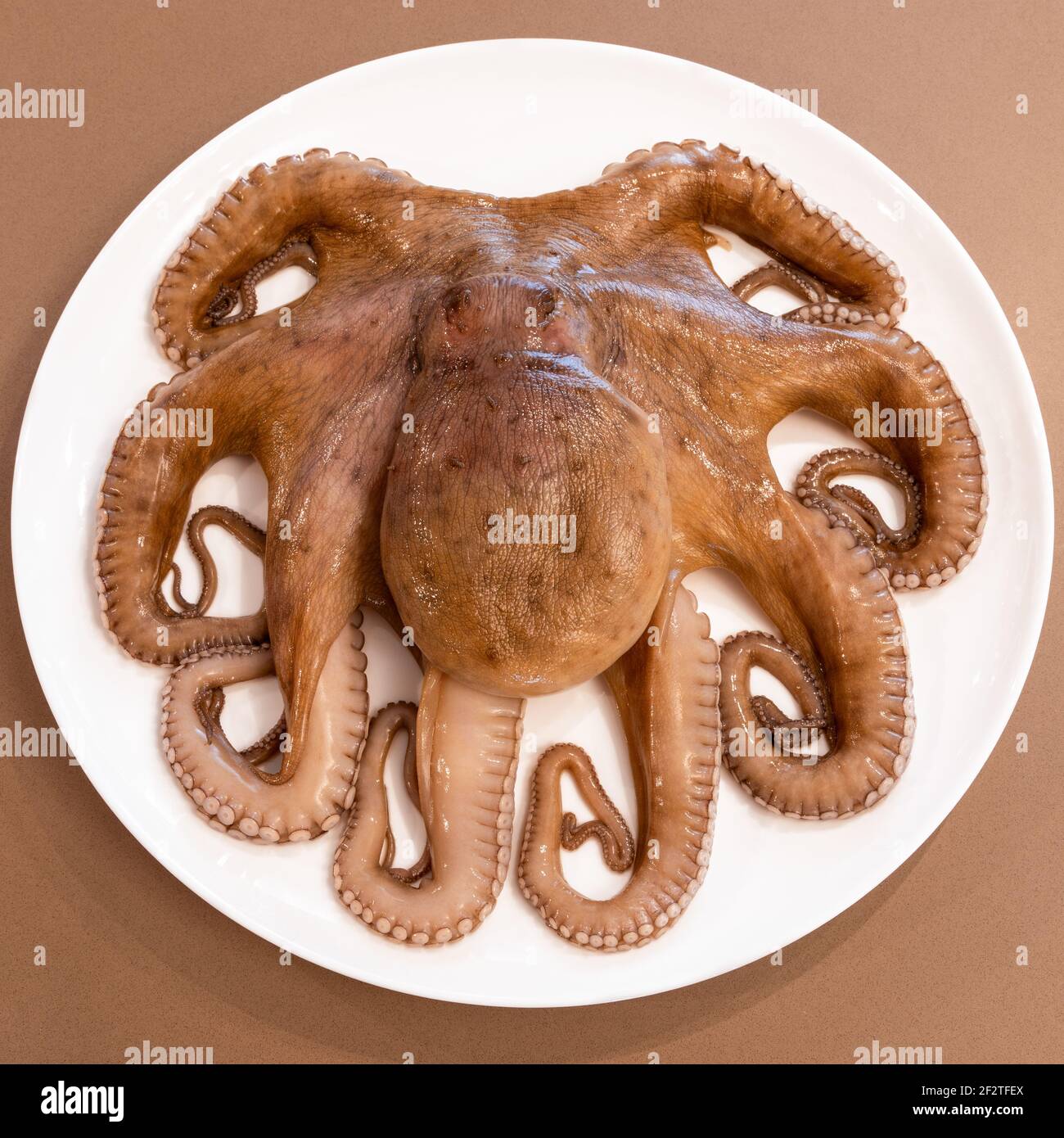 Top view octopus on white hi-res stock photography and images - Alamy