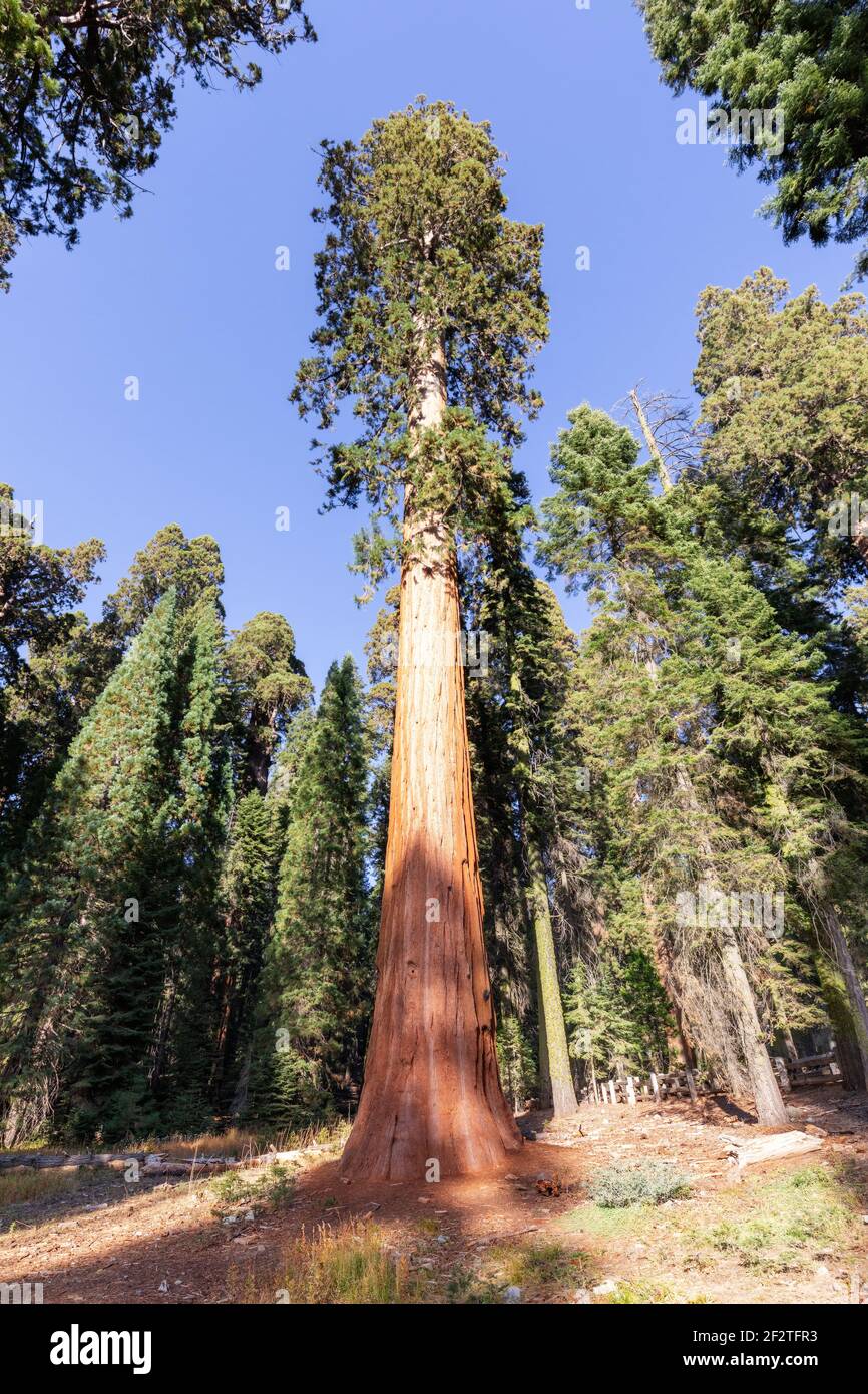 Giant Sequoias Forest. Sequoia National Forest in California, Sierra ...