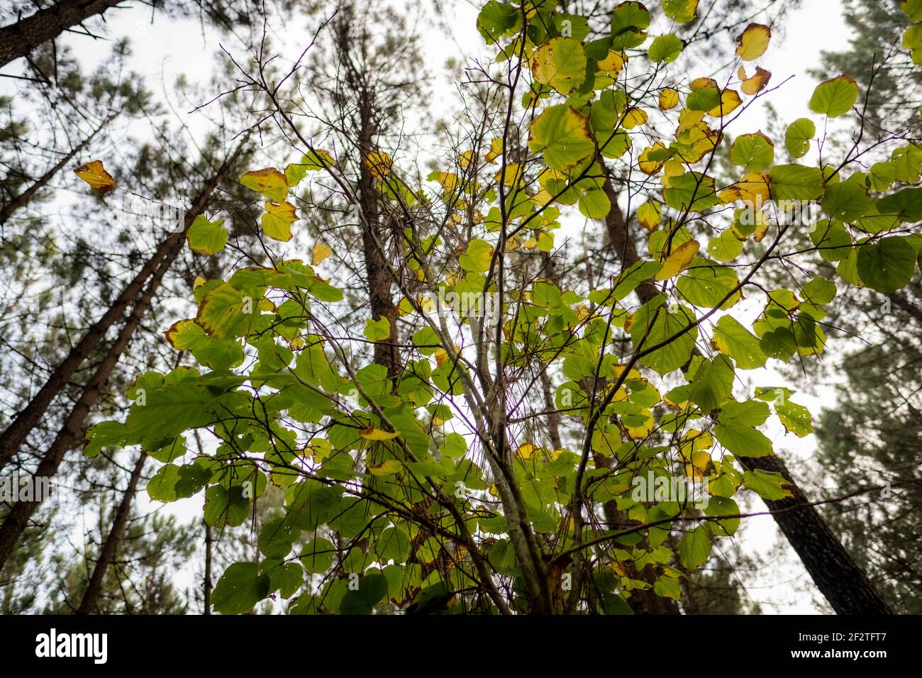 Sintra Cascais Natural Park, Portugal - 16 November 2020 : Young tree ...