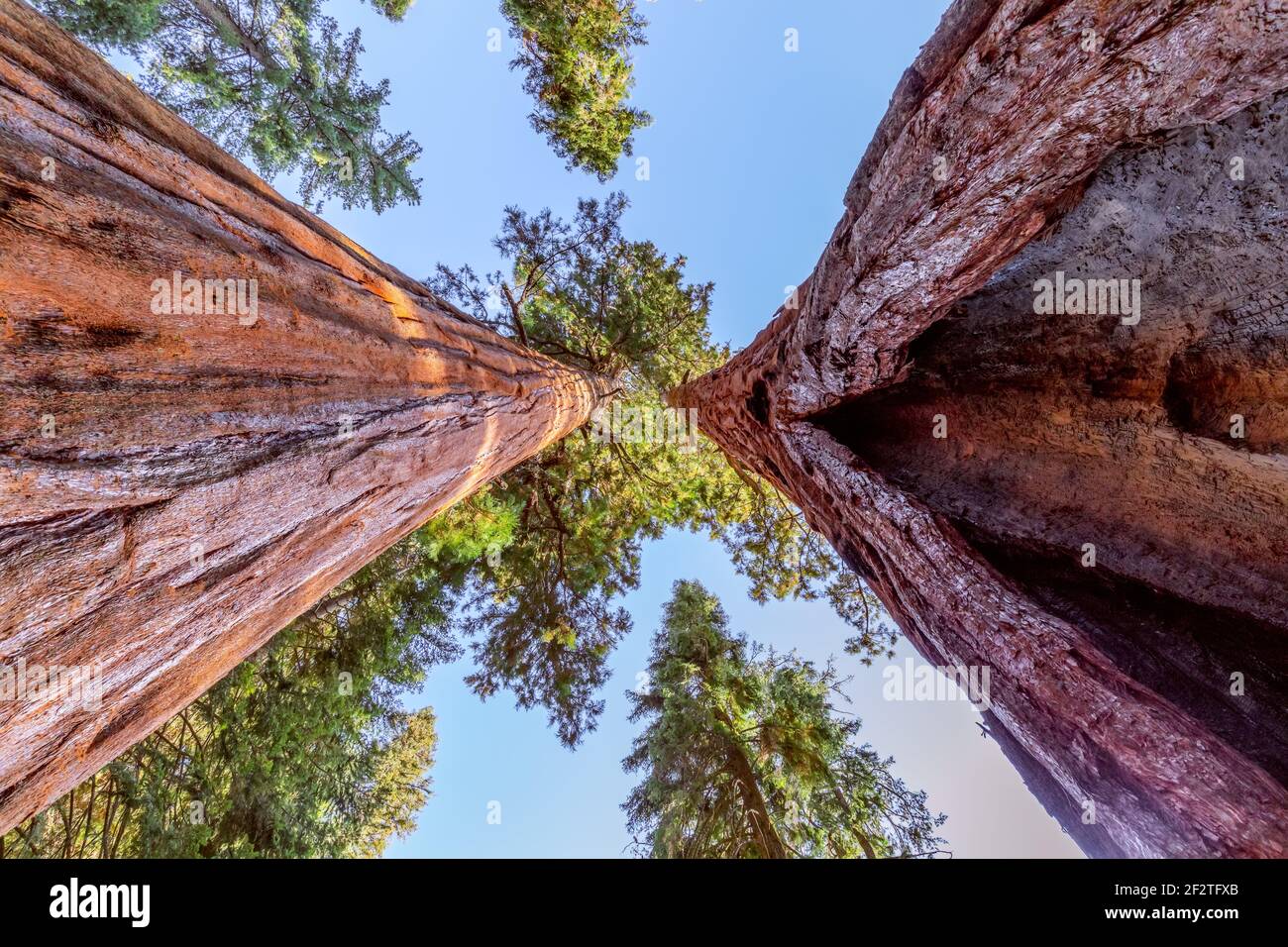 Giant Sequoias Forest. Sequoia National Forest in California, Sierra ...