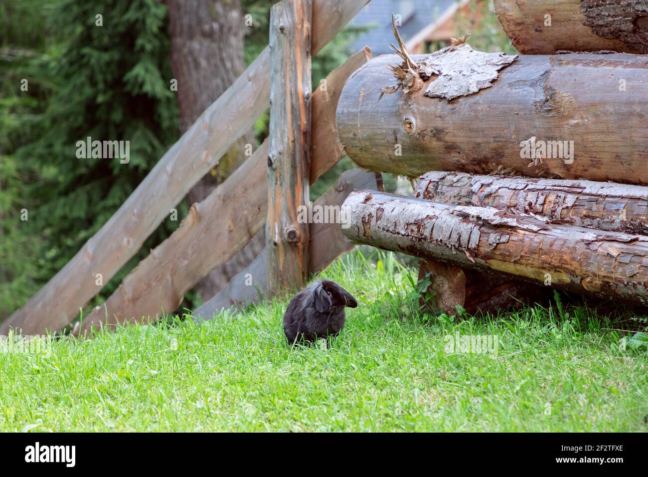 Black rabbit in the yard. Village scene. Lop-eared rabbit Stock Photo ...