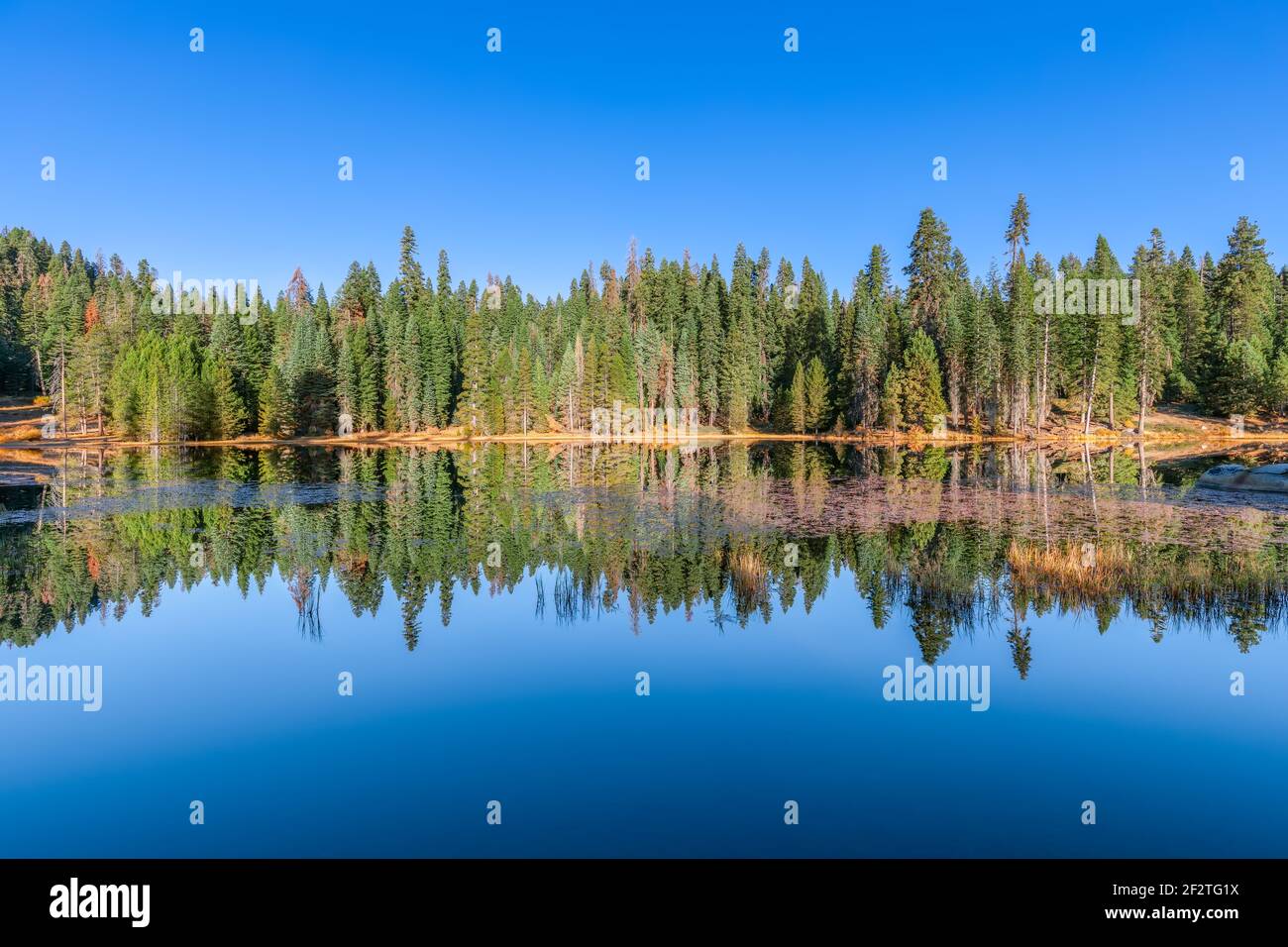 Trees are reflected in the water surface of the lake in Sequoia and ...