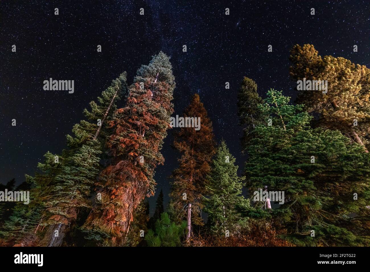 A view of the stars with pine trees forest in the foreground. Night ...