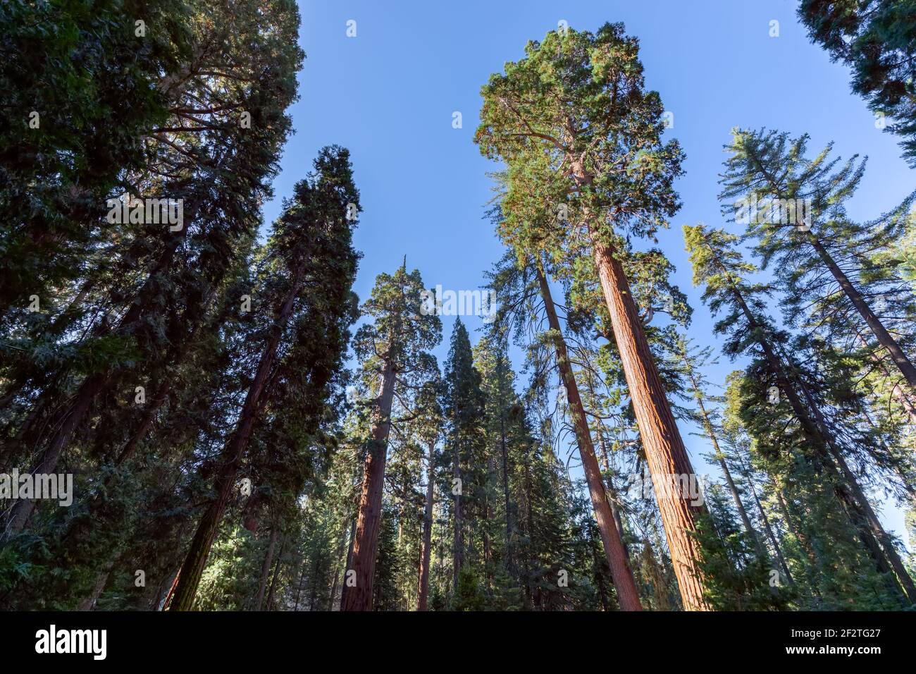 Giant Sequoias Forest. Sequoia National Forest in California, Sierra ...