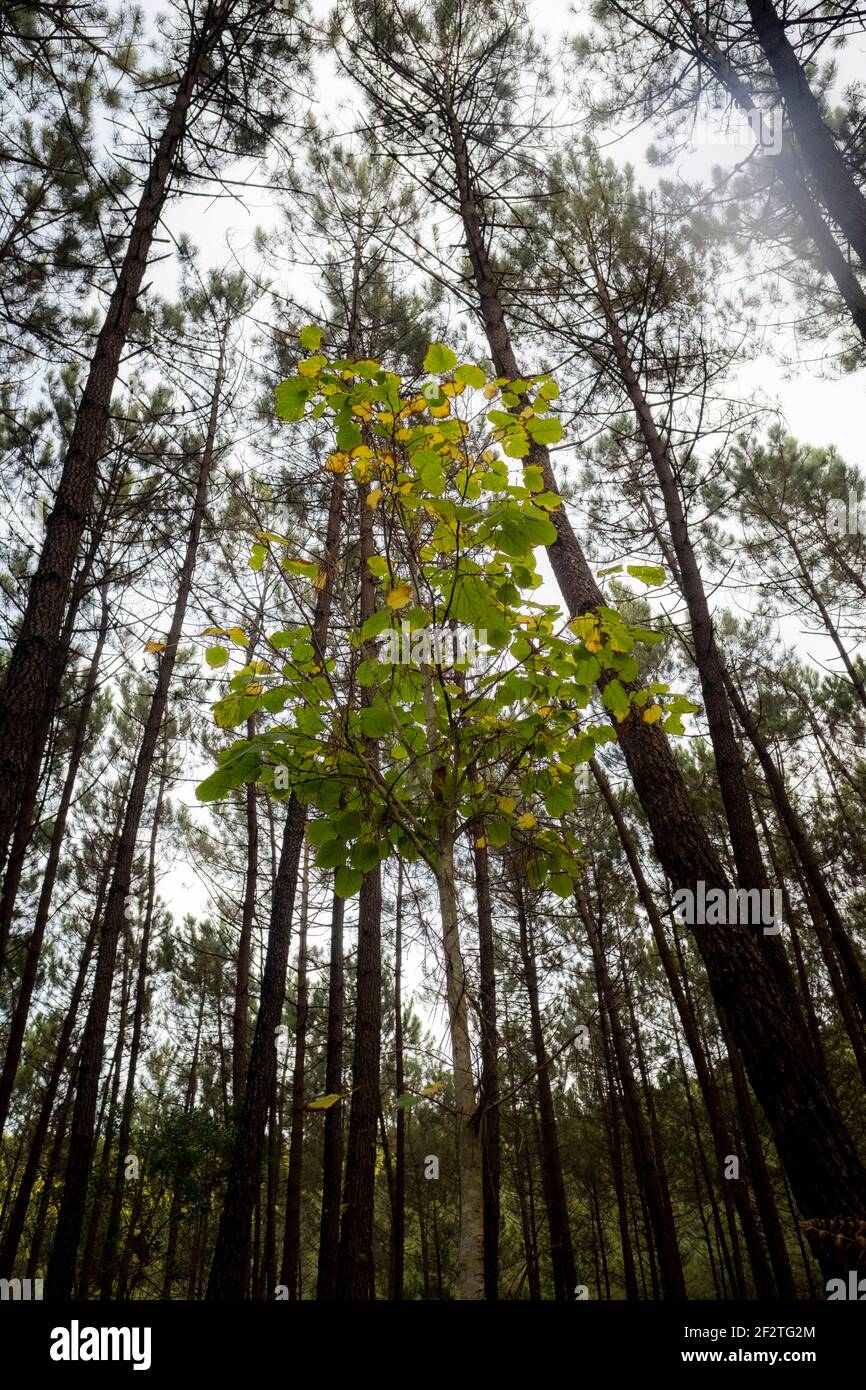 Sintra Cascais Natural Park, Portugal - 16 November 2020 : Young tree ...