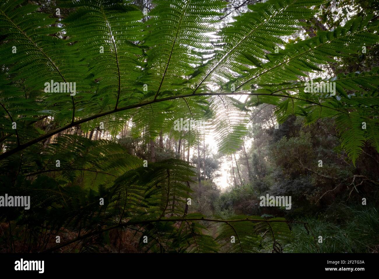 Sintra Cascais Natural Park, Portugal - 16 November 2020 : Royal fern ...