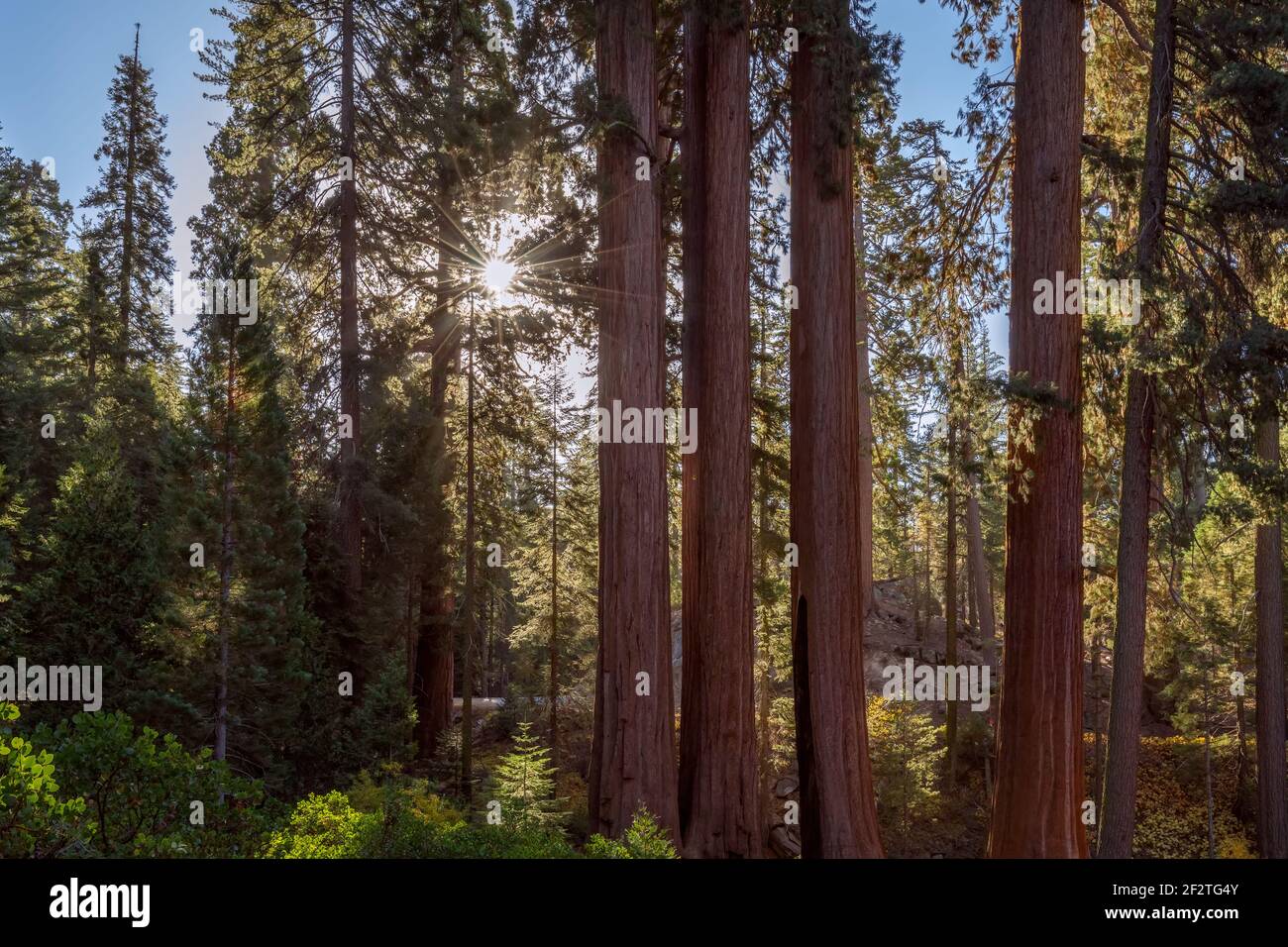 Giant Sequoias Forest. Sequoia National Forest in California, Sierra ...