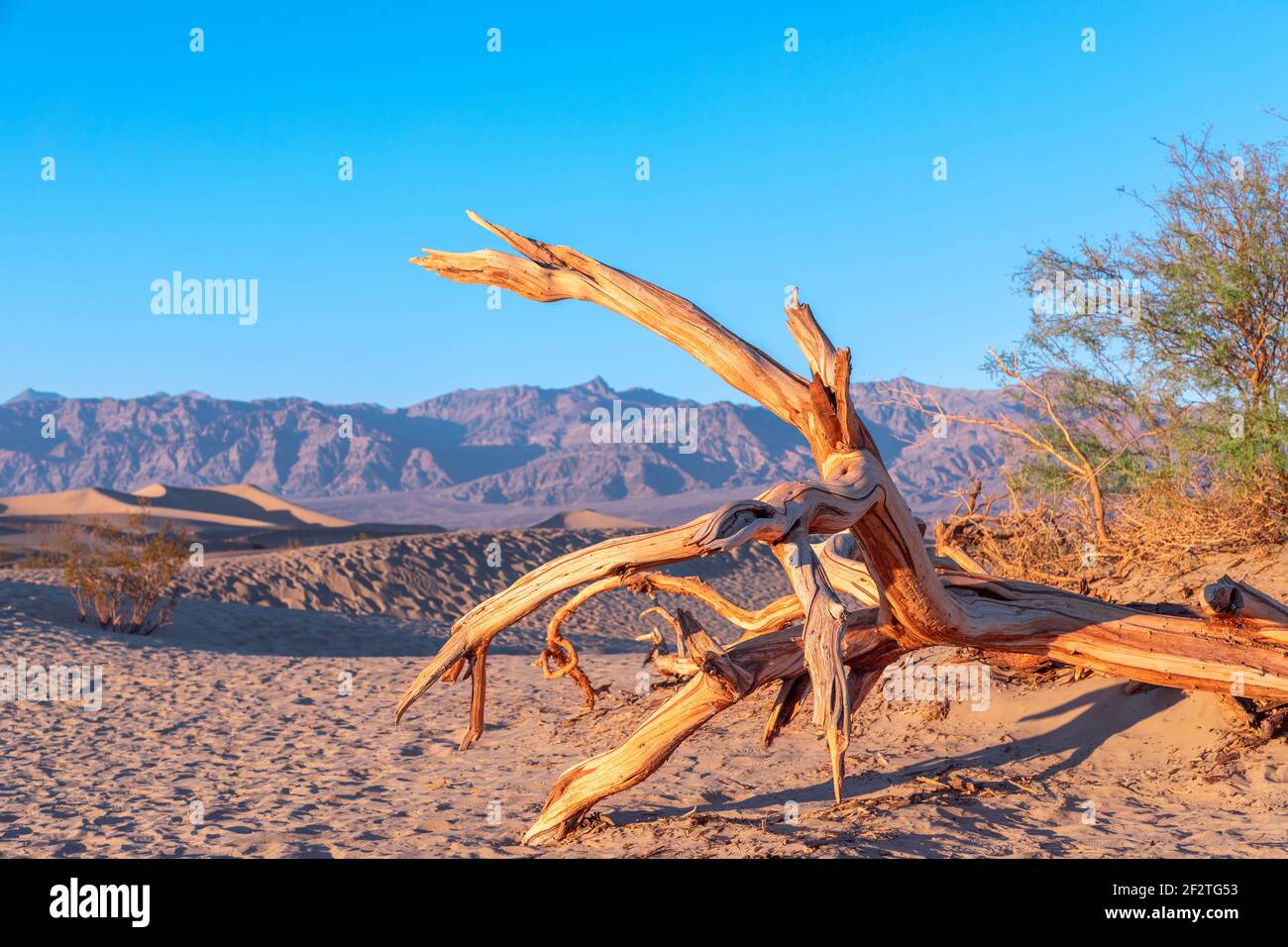 Dry weathered tree in Death Valley National Park Stock Photo - Alamy