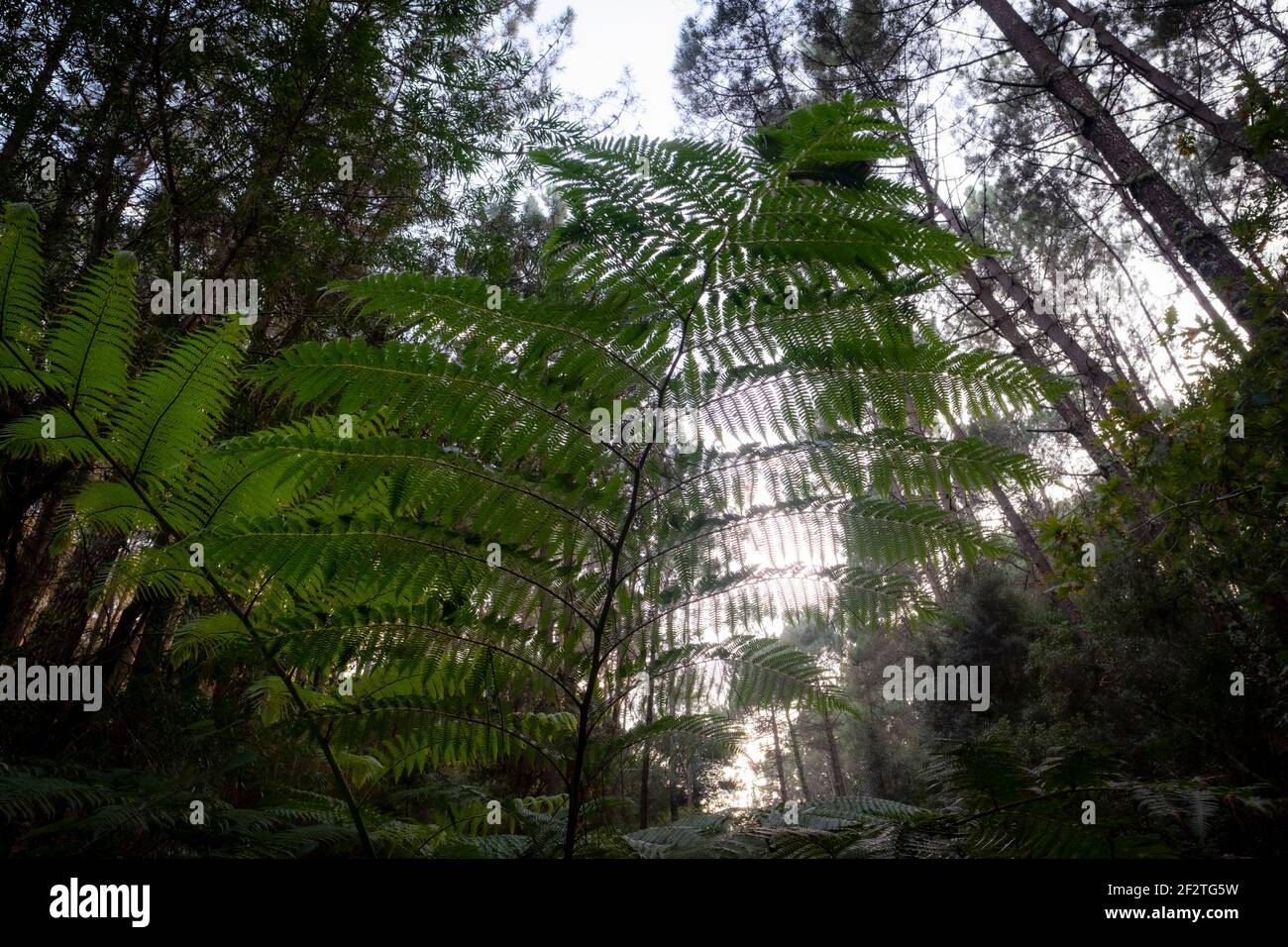 Sintra Cascais Natural Park, Portugal - 16 November 2020 : Royal fern ...