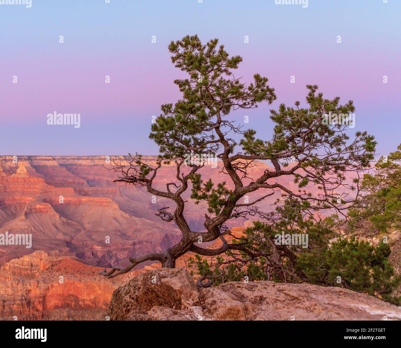 The shape of a beautiful tree on the background of the Grand Canyon in ...
