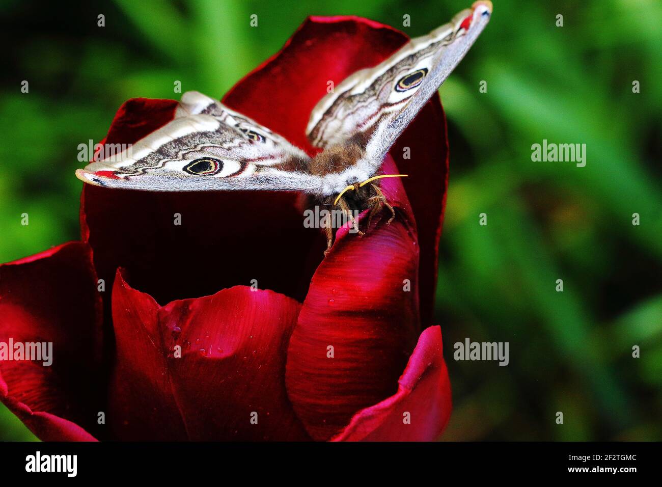 Butterfly on a red rose Stock Photo - Alamy