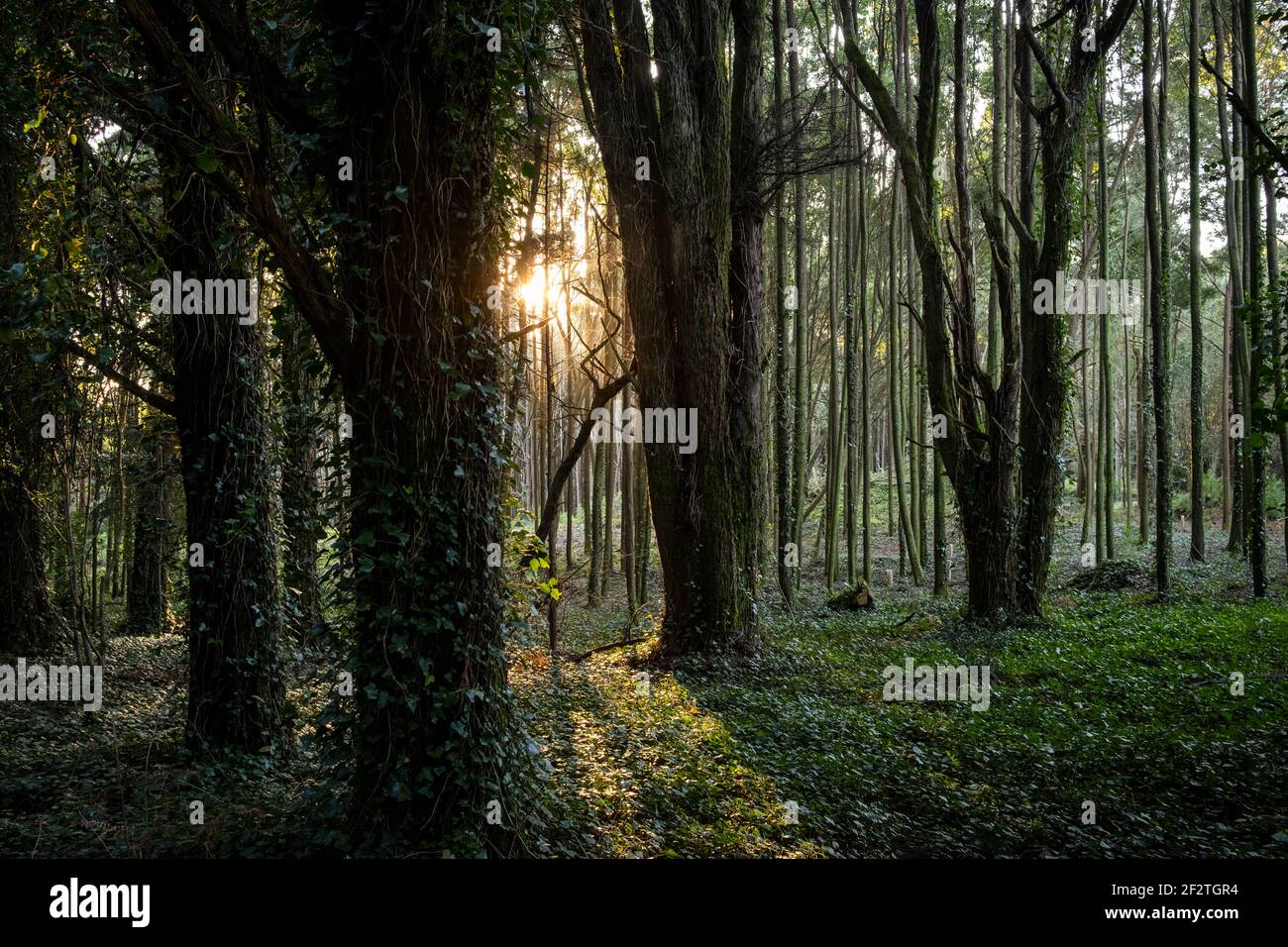 Sintra Cascais Natural Park, Portugal - 10 November 2020 : Forest of ...