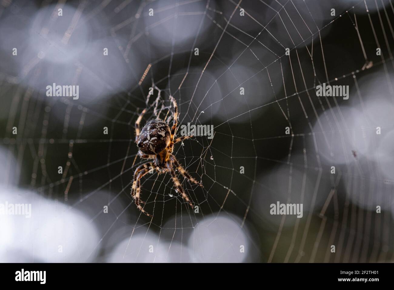 Sintra Cascais Natural Park, Portugal - 10 November 2020 : Garden ...