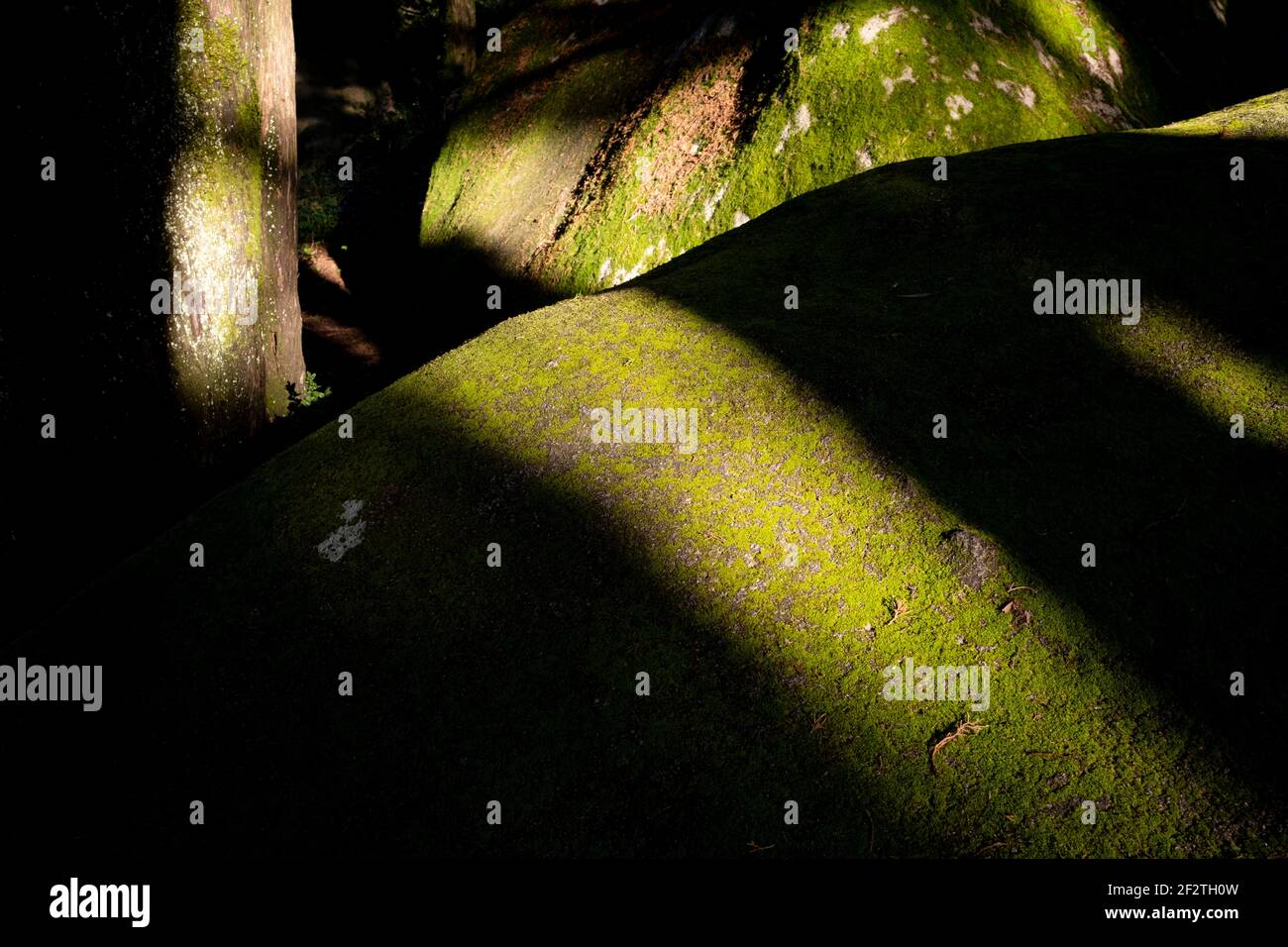 Sintra Cascais Natural Park, Portugal - 10 November 2020 : Forest of ...