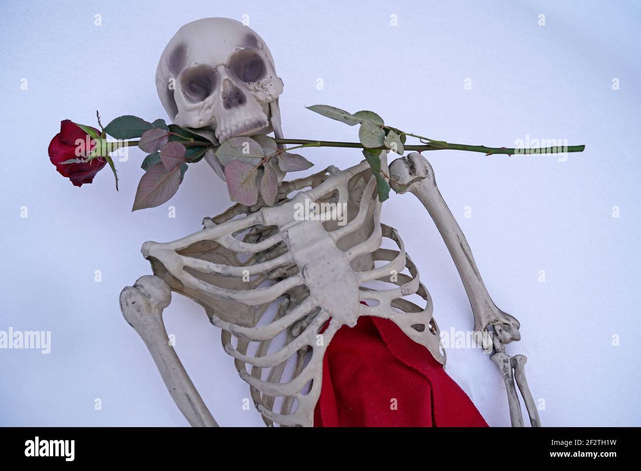 Eternal love skeleton with red rose in white snow Stock Photo - Alamy