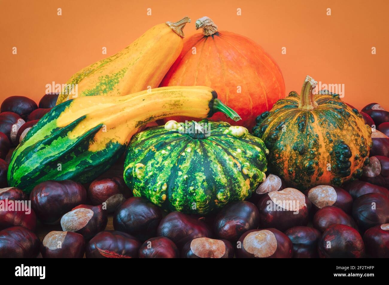 Autumn harvest. Composition of decorative pumpkins and chestnuts on a ...