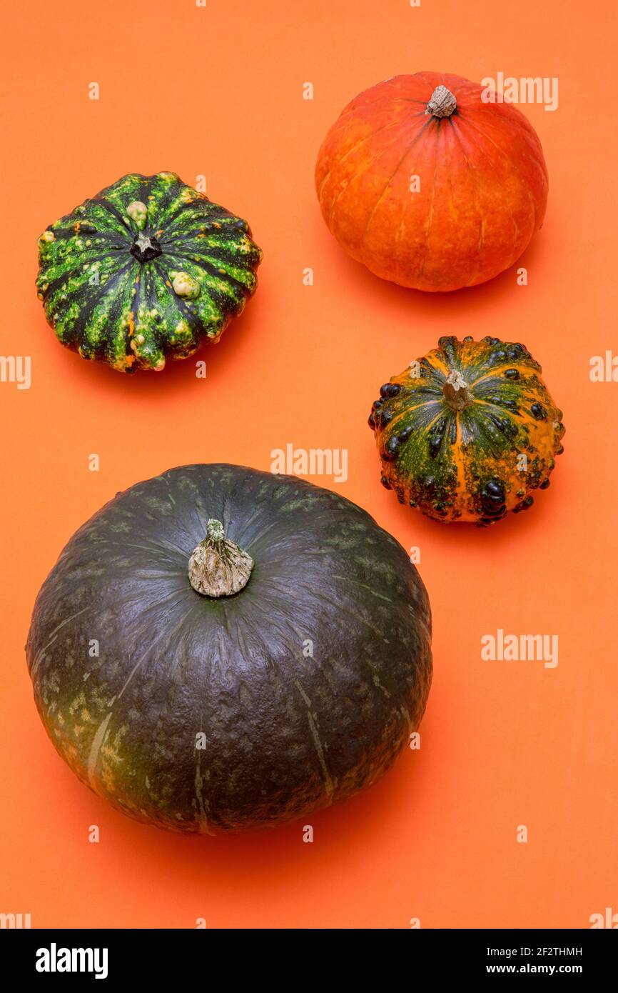 Composition of various pumpkins on orange background. (Vertical photo ...