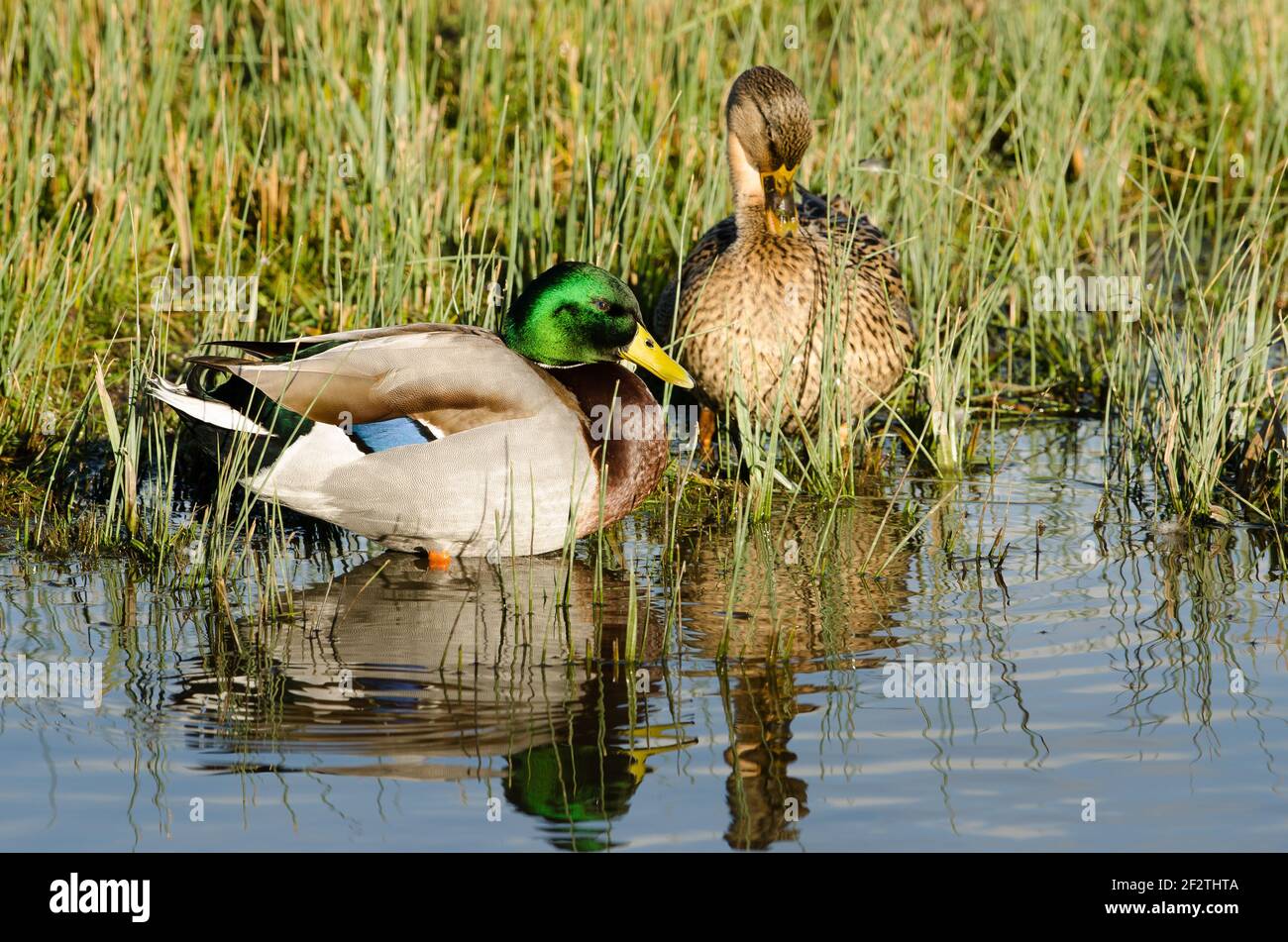 Mallard pair at waters edge Stock Photo - Alamy
