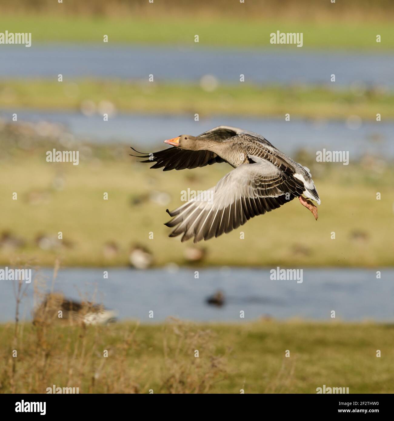 Flying geese painting hi-res stock photography and images - Alamy