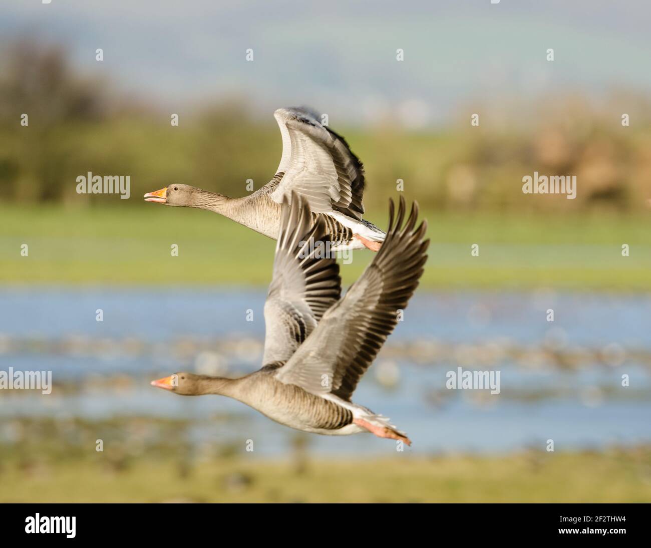 Two Greylag Geese in flight Stock Photo - Alamy