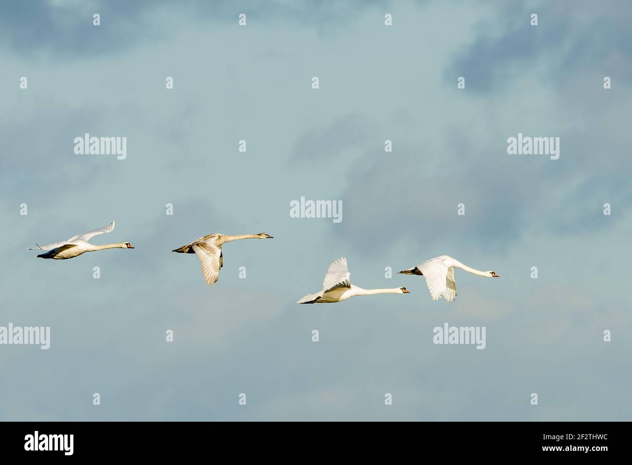 Mute Swan family in flight Stock Photo - Alamy