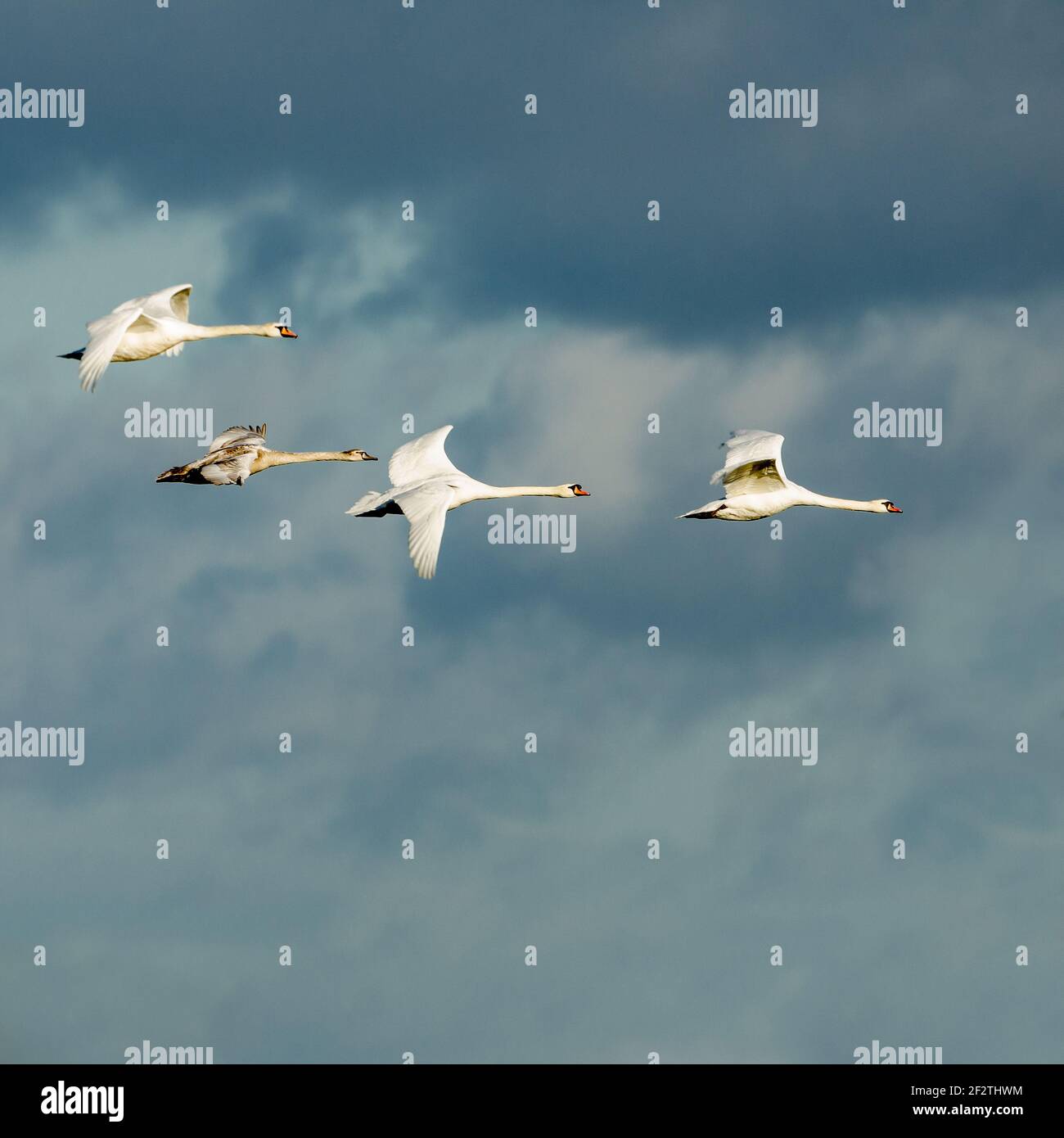 Mute Swan family in flight. Square format picture Stock Photo - Alamy