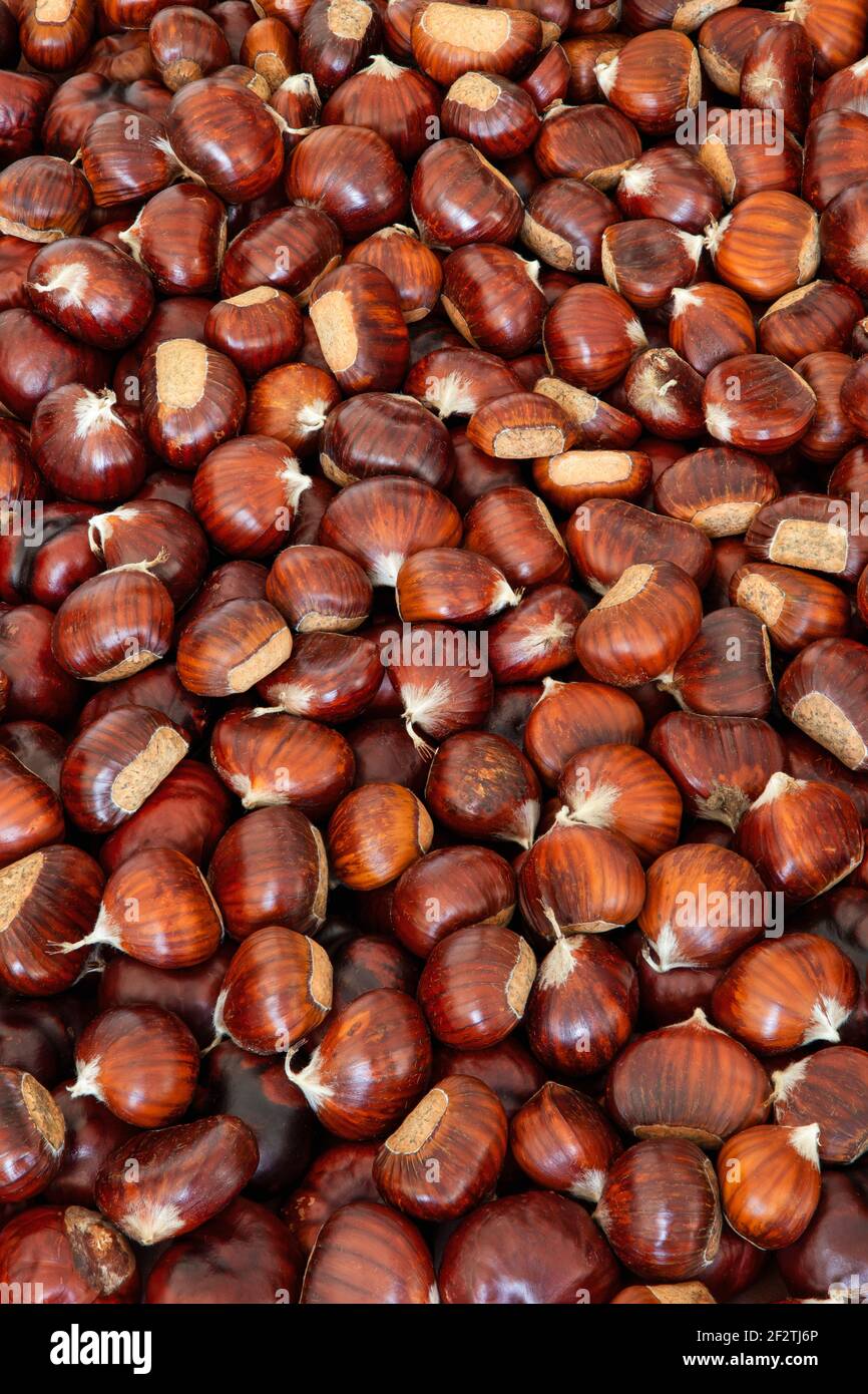 Sweet chestnut background for creative backdrop (Vertical photo, Focus ...