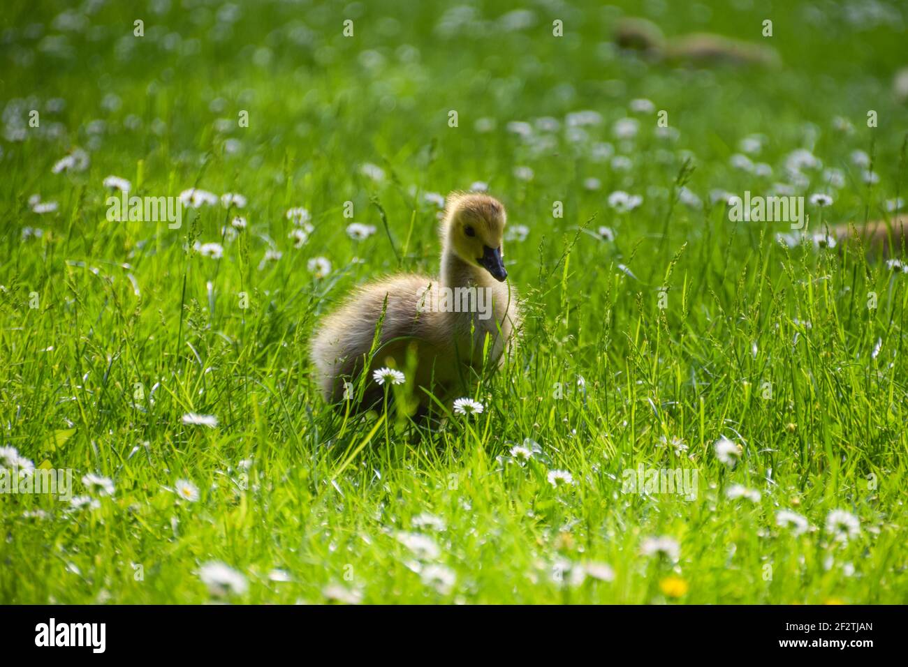 Canada goose new born hi-res stock photography and images - Alamy