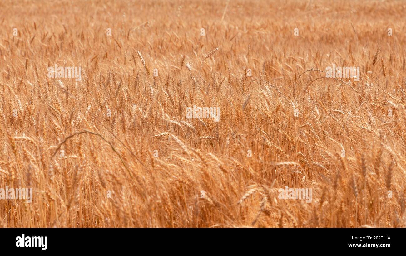Wheat field on a summer day close-up (Selective Focus) Northern Italy ...